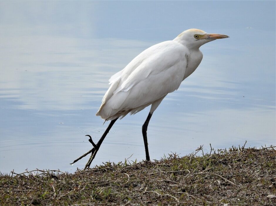 Garza Ganadera